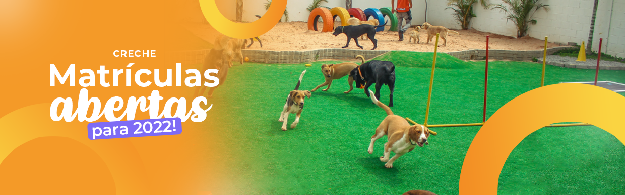 Day Care / Creche para Cães | The Dog Pet Center